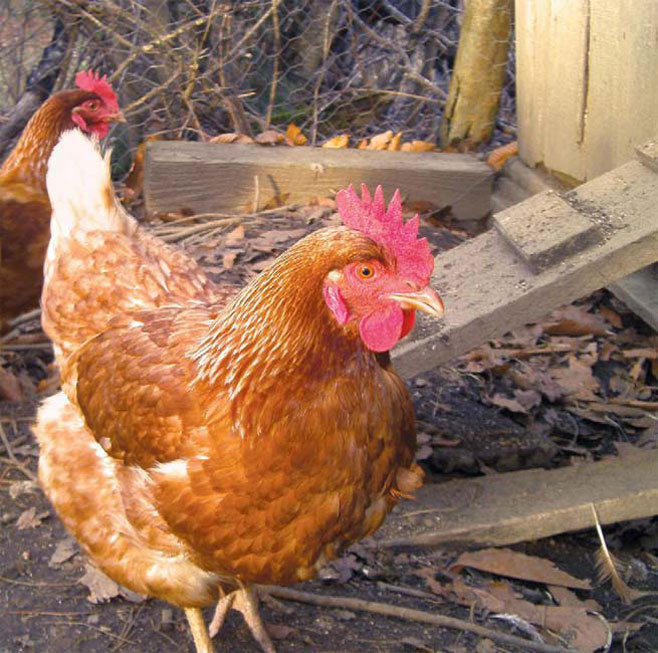 Backyard Chickens Made Easy