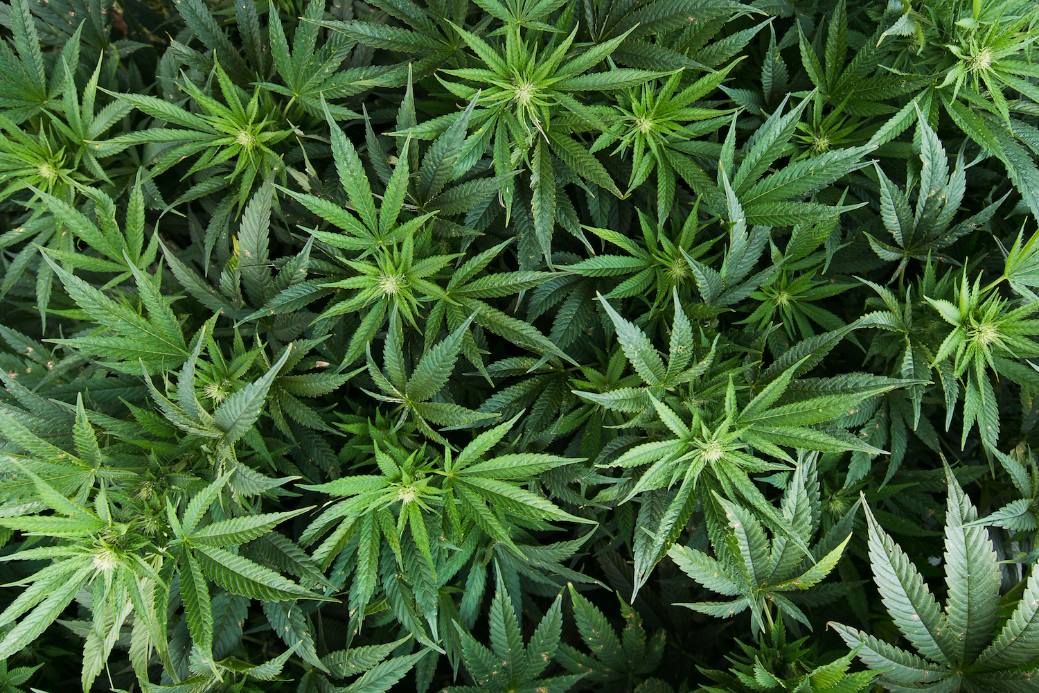 Health Benefits of Hemp