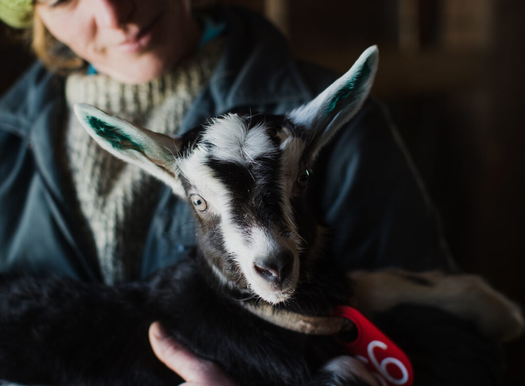 Sage Farm Goat Dairy