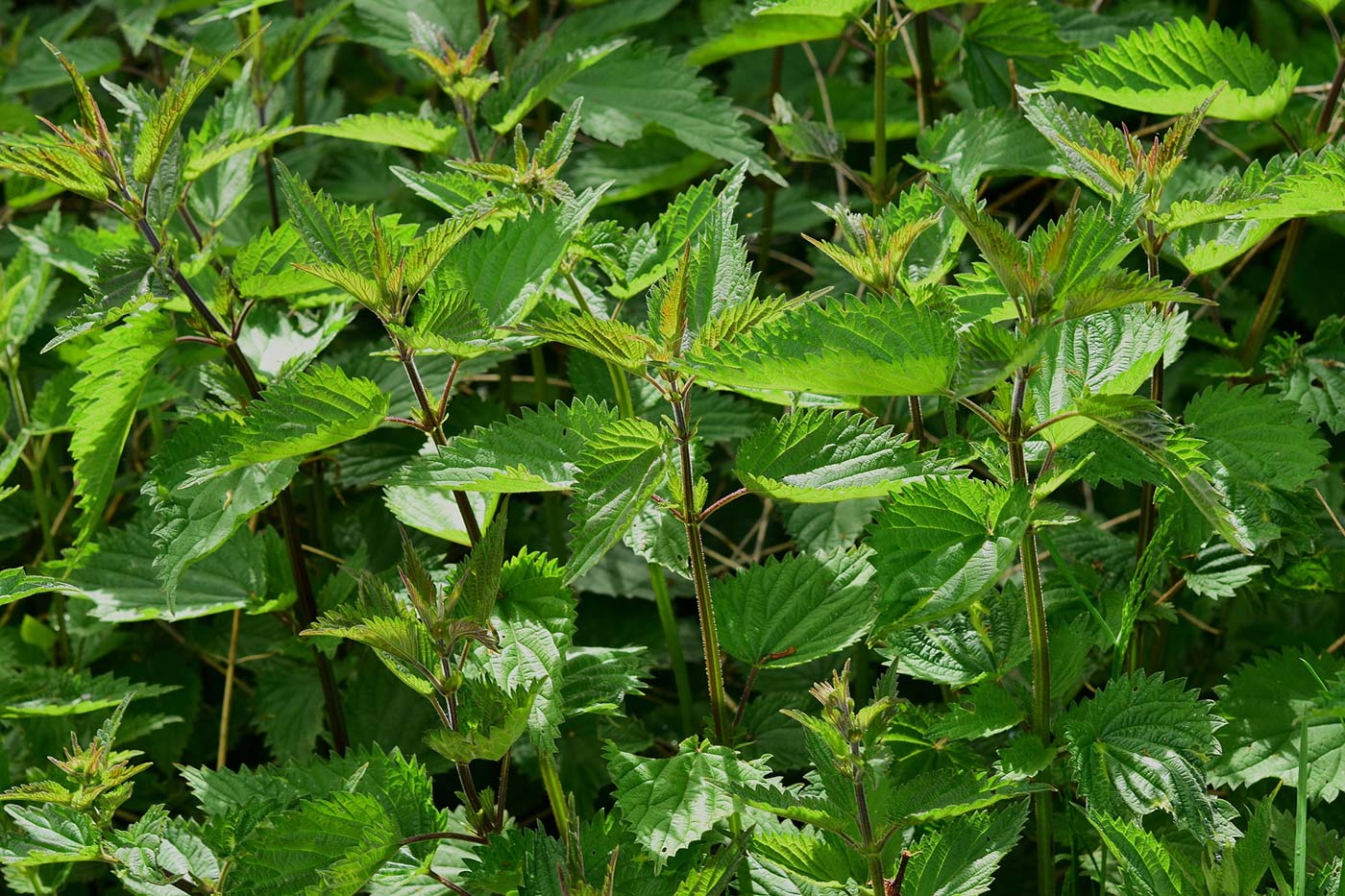 Nettle Purée